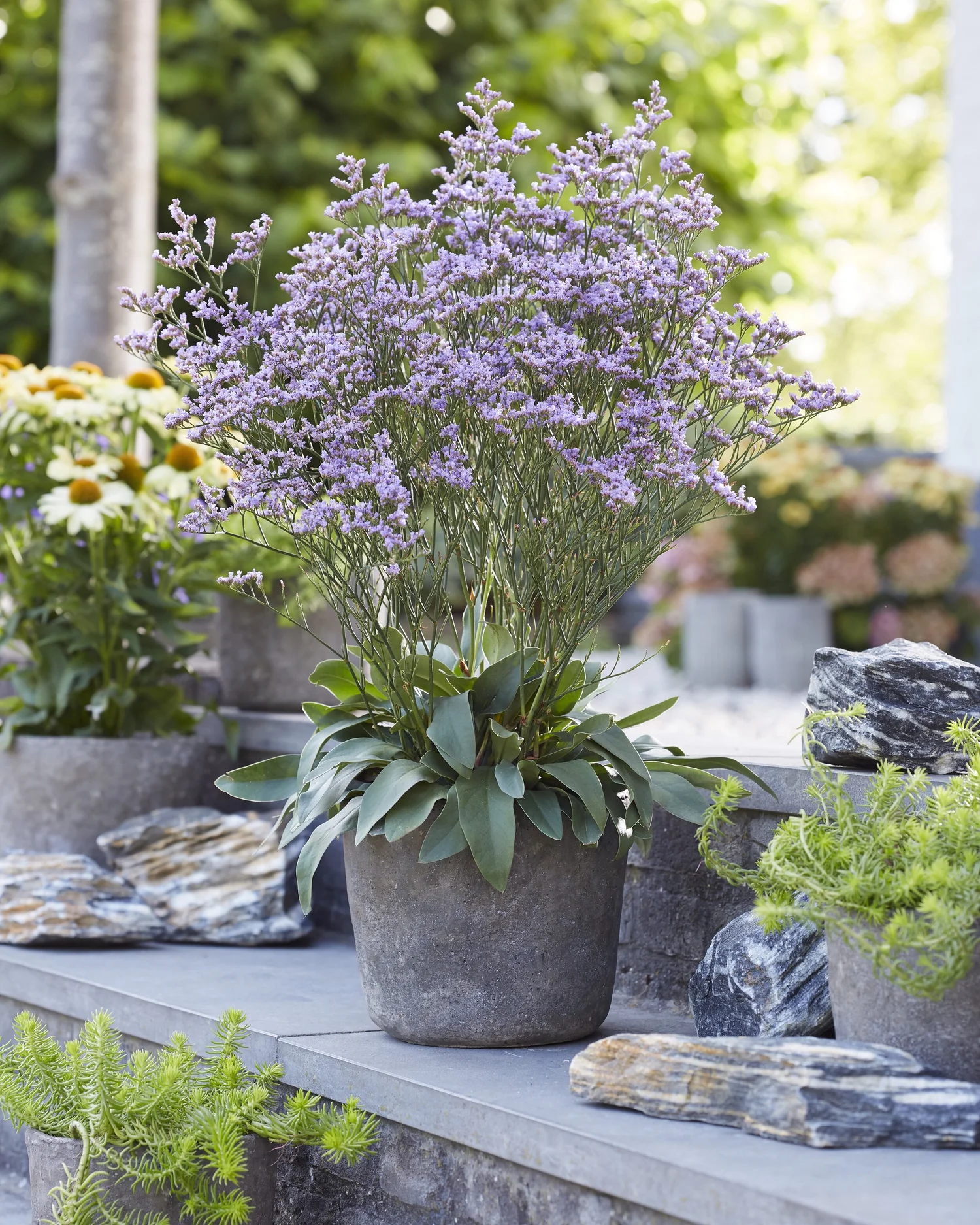 Green Limonium