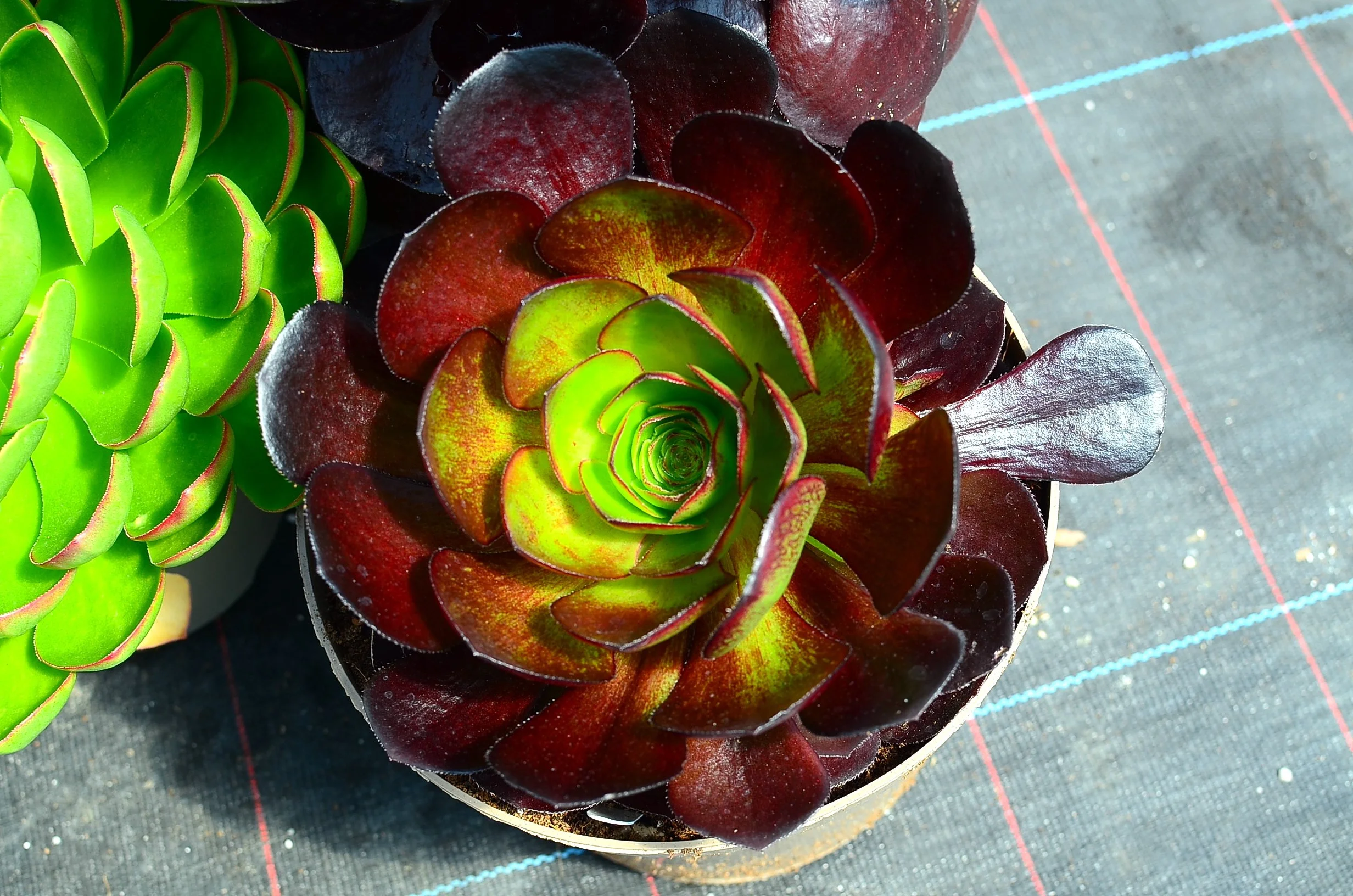 General 2 — Green Trade Horticulture