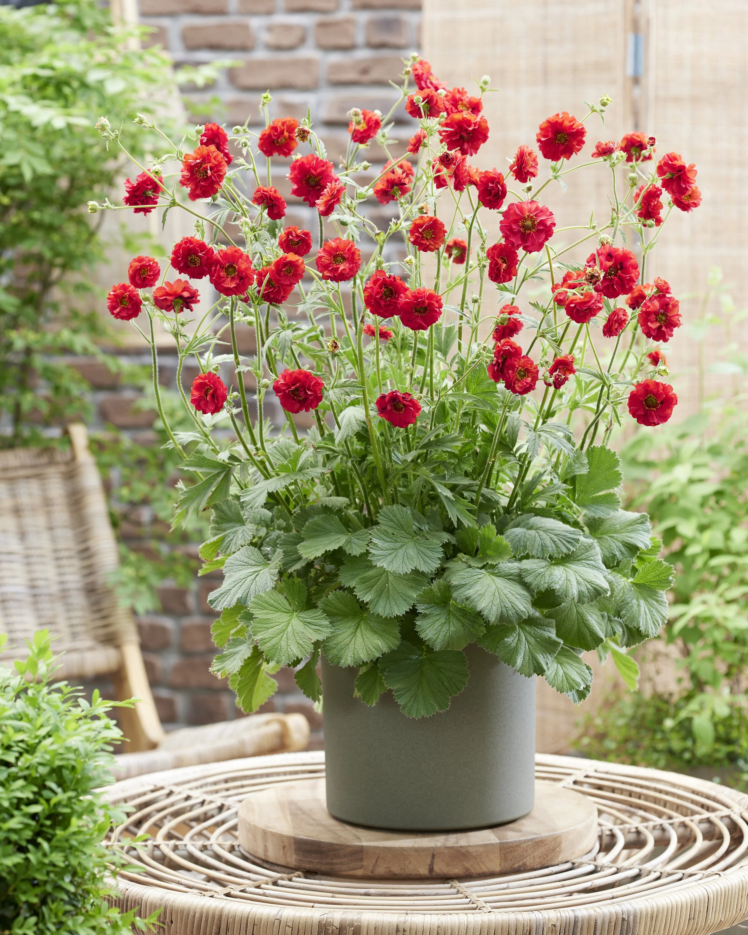 General 2 — Green Trade Horticulture