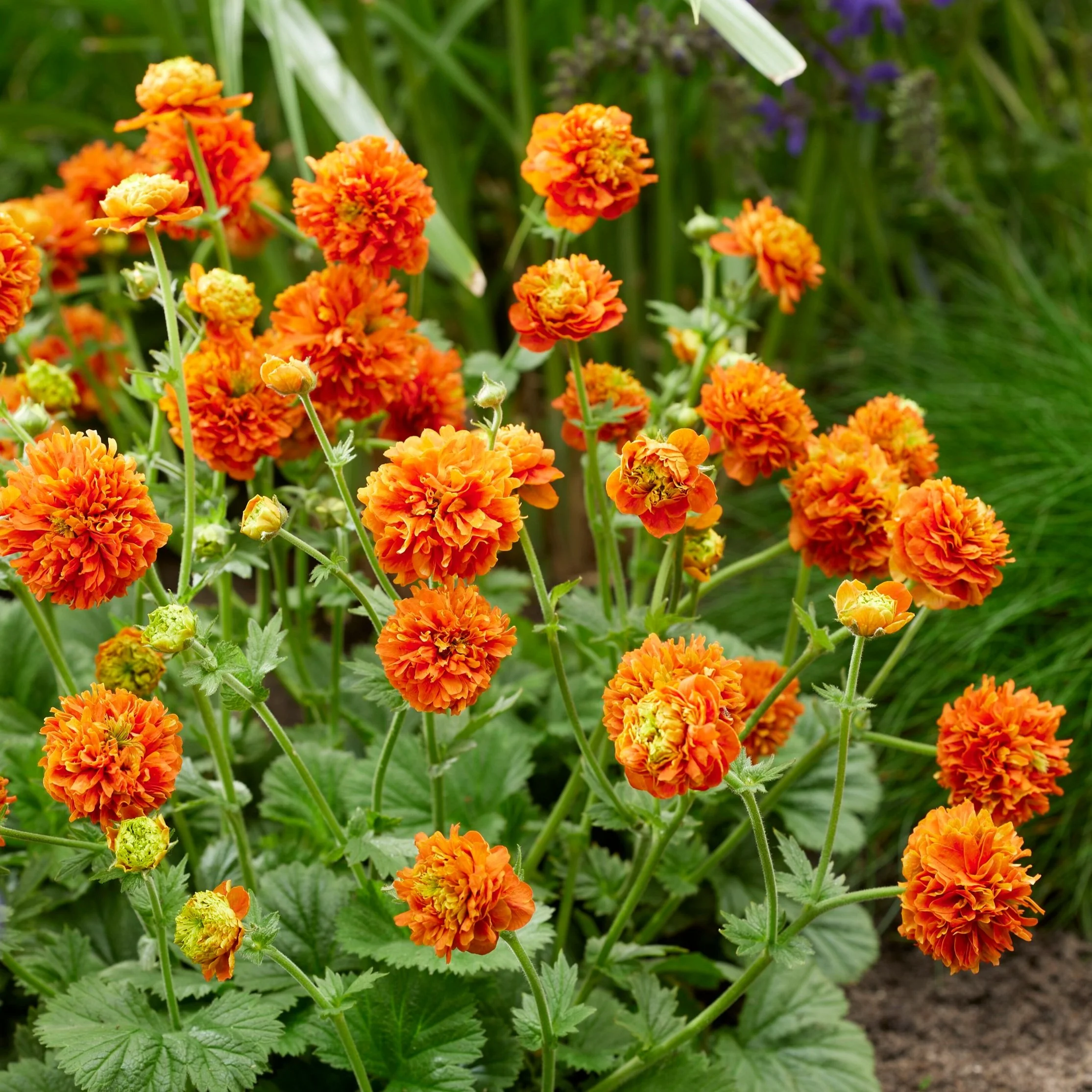 General 2 — Green Trade Horticulture