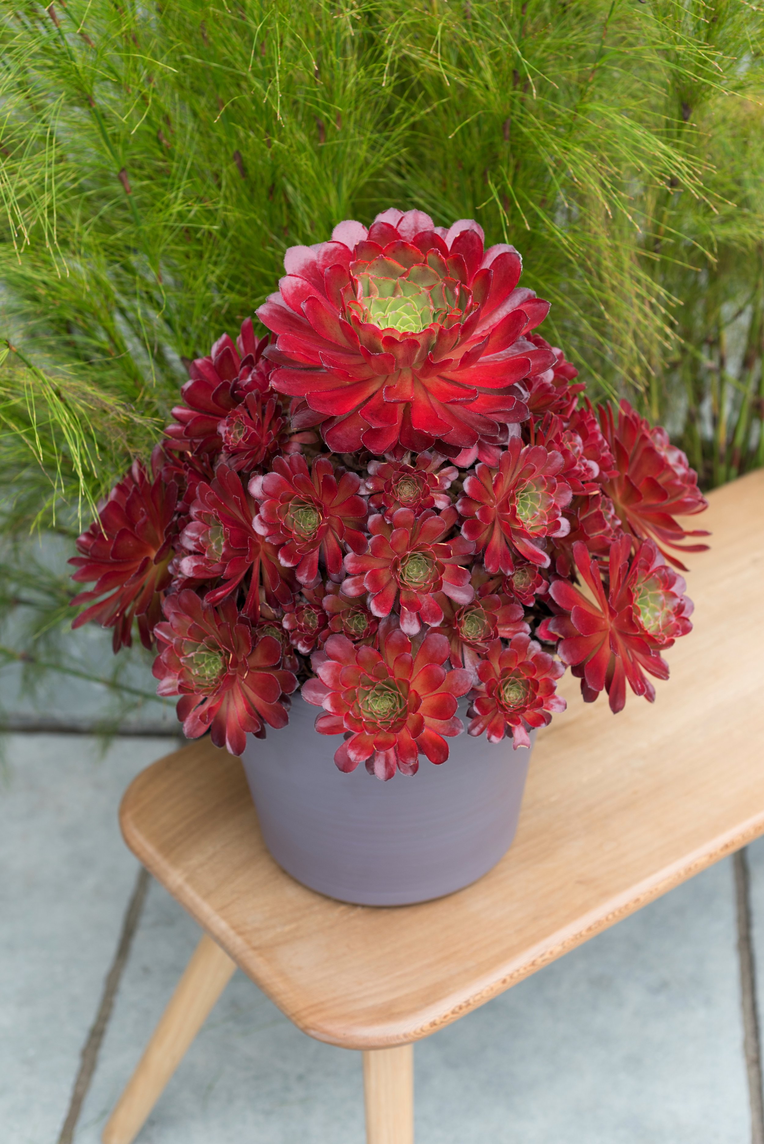 General 2 — Green Trade Horticulture