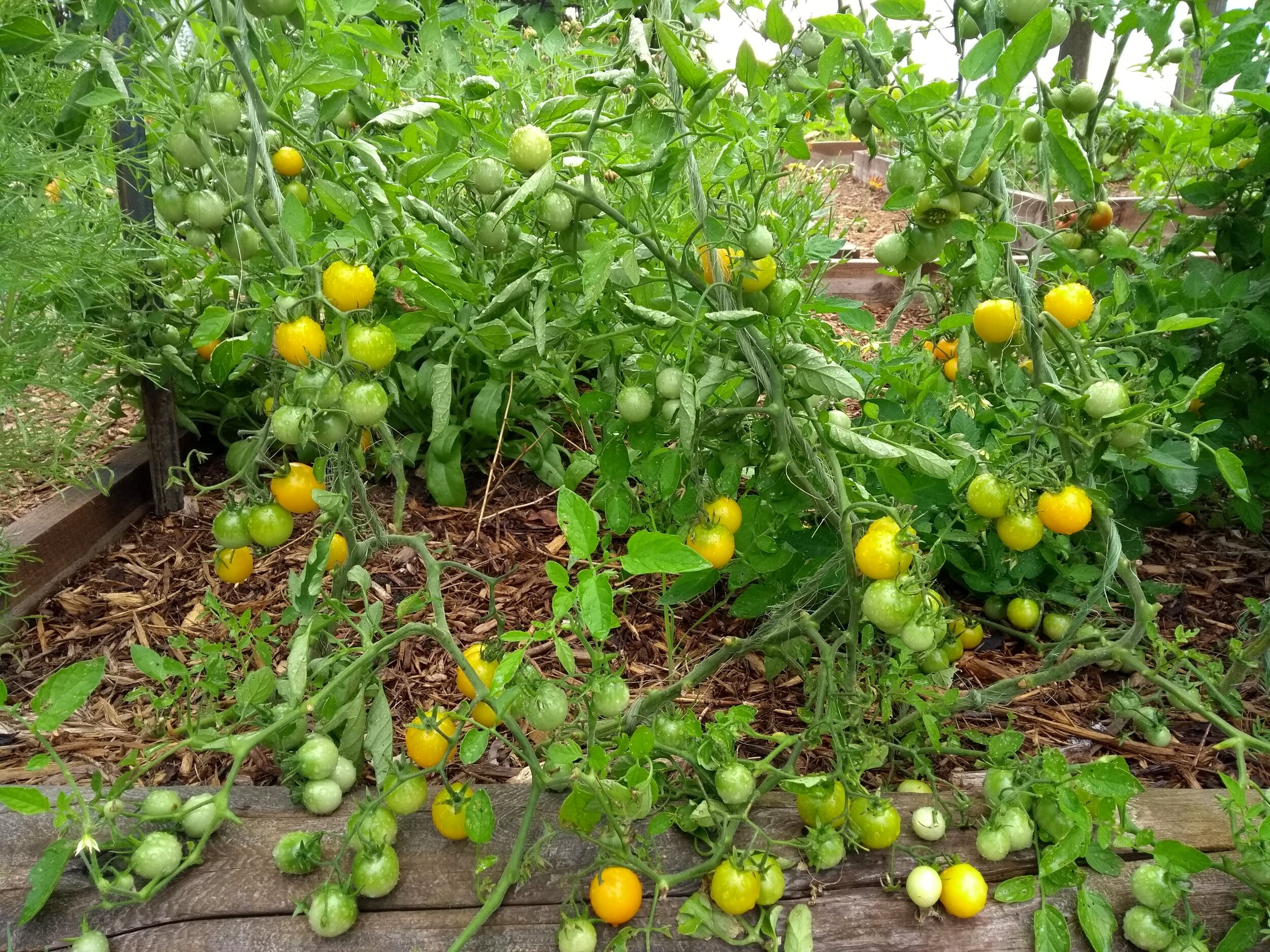 Black Cherry, Galina's Yellow and Gardener's Delight Cherry Tomatoes ...