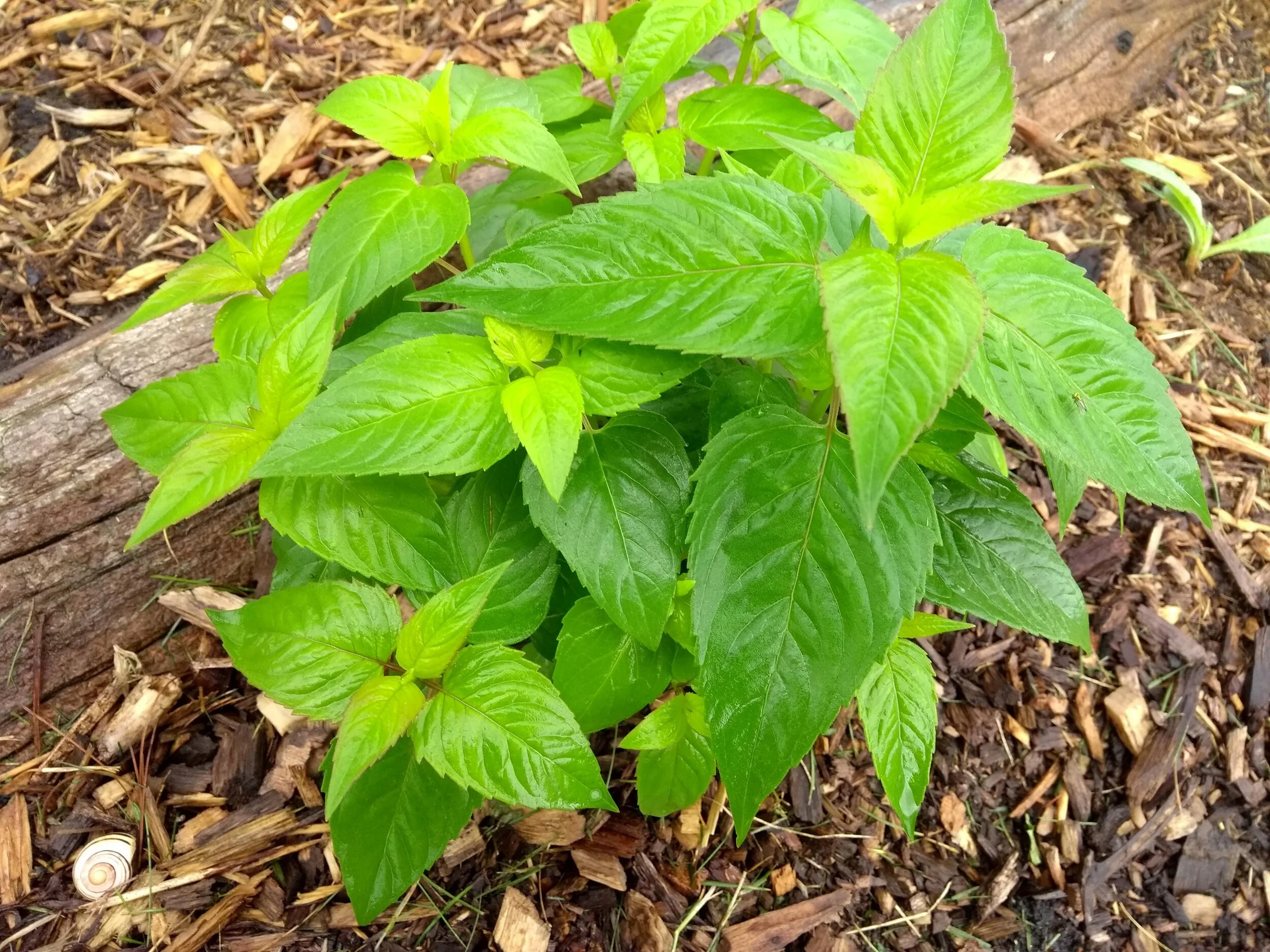 Wild Bergamot, a native Ontario flower pollinators love — Beth Janvrin