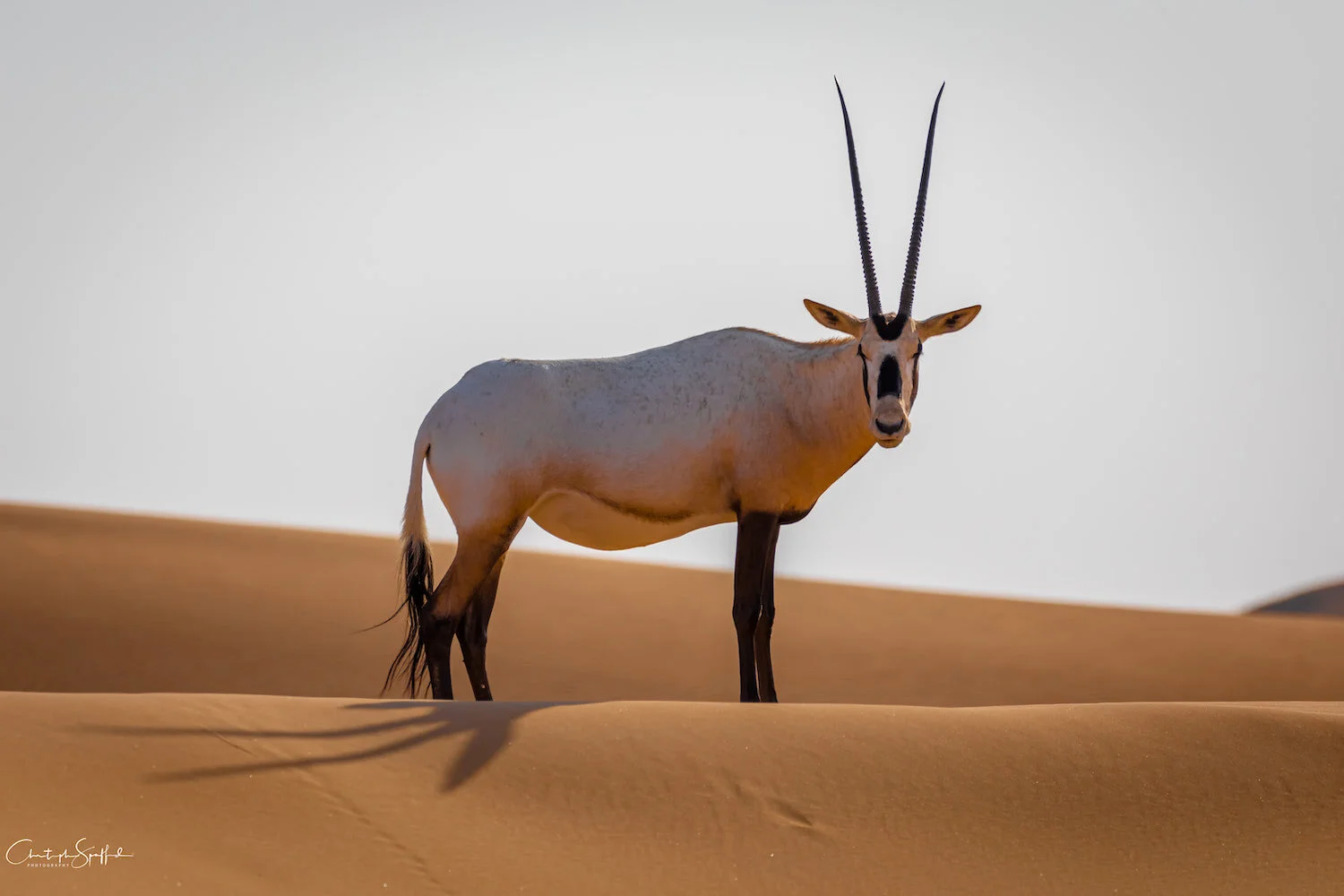 Dubai — Christopher Spafford Photography