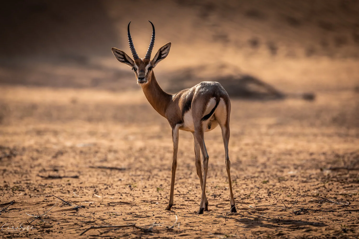 Dubai — Christopher Spafford Photography