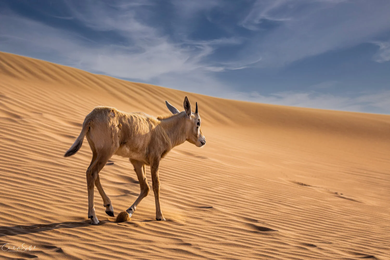 Dubai — Christopher Spafford Photography