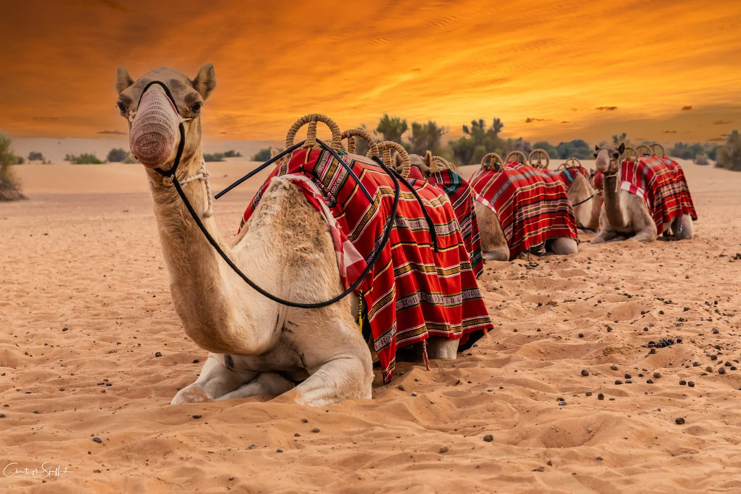 Dubai — Christopher Spafford Photography