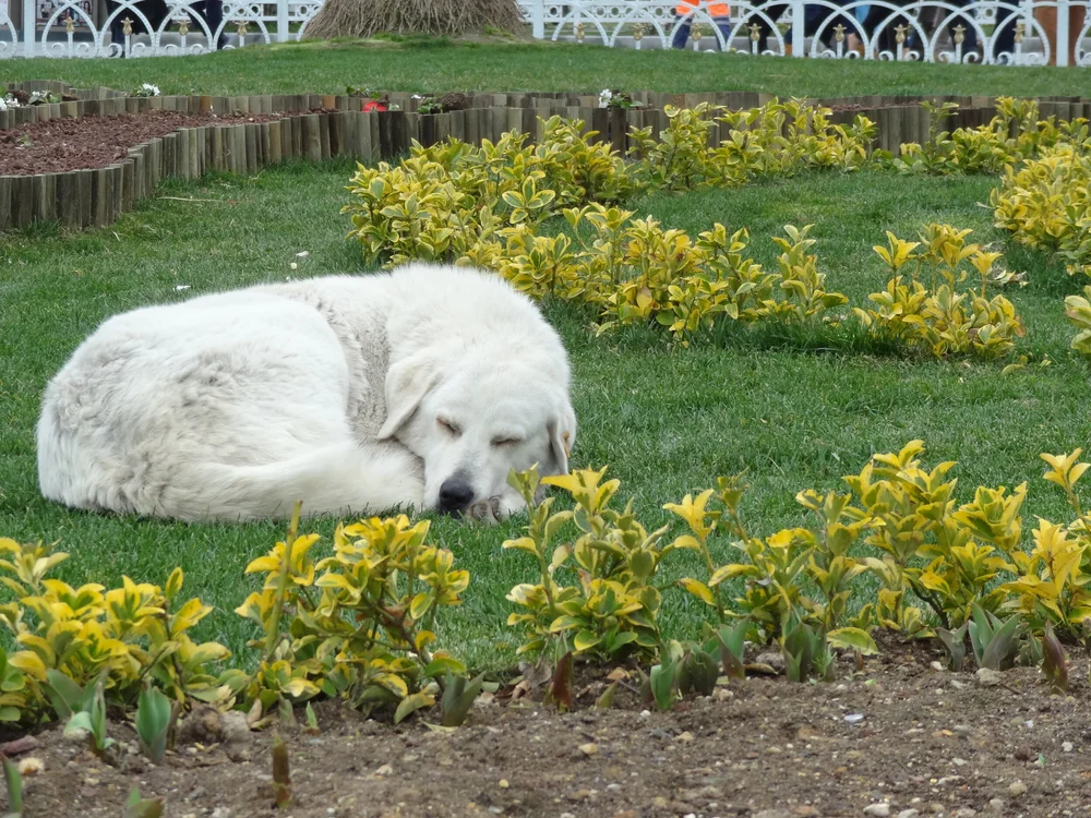 Non-surgical approaches — Alliance for Contraception in Cats & Dogs