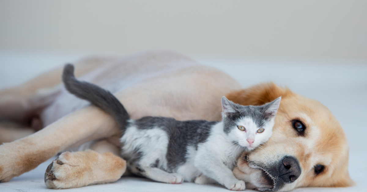 Home - ACC&D - Alliance for Contraception in Cats & Dogs