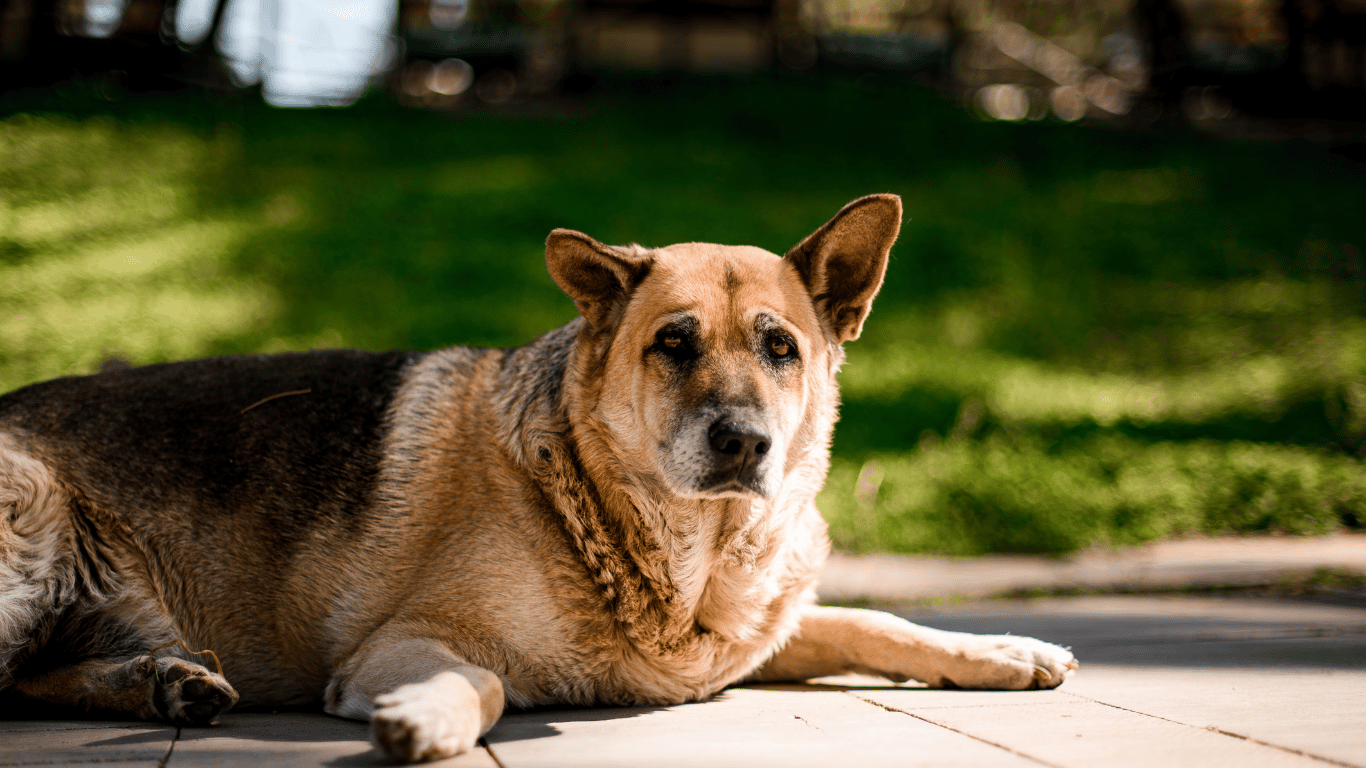 Surgical sterilization and animal health — Alliance for Contraception ...