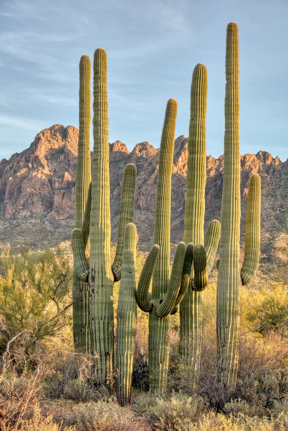 Sonoran Desert Saguaro Cactus