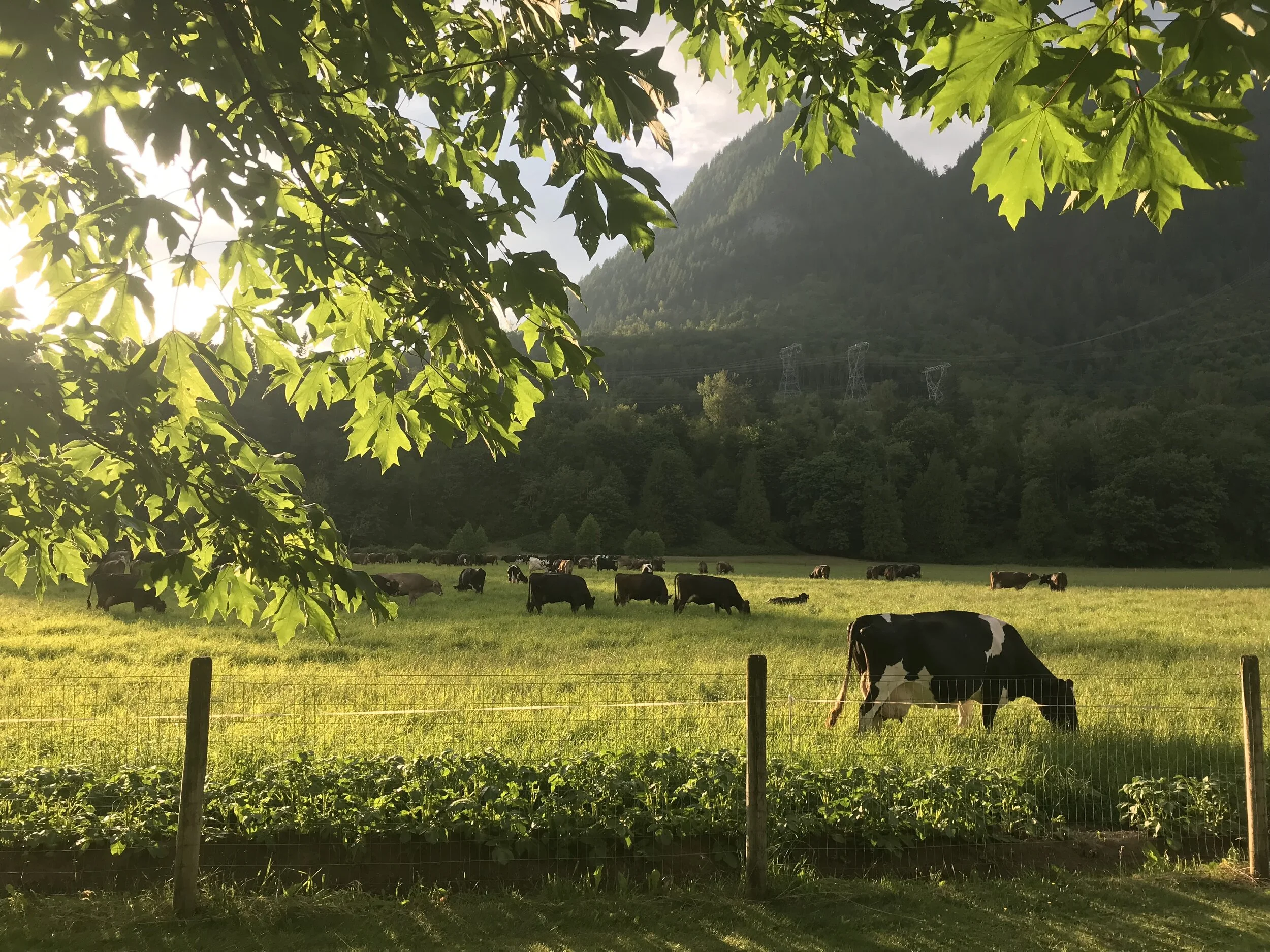 Creekside Cheese + Creamery