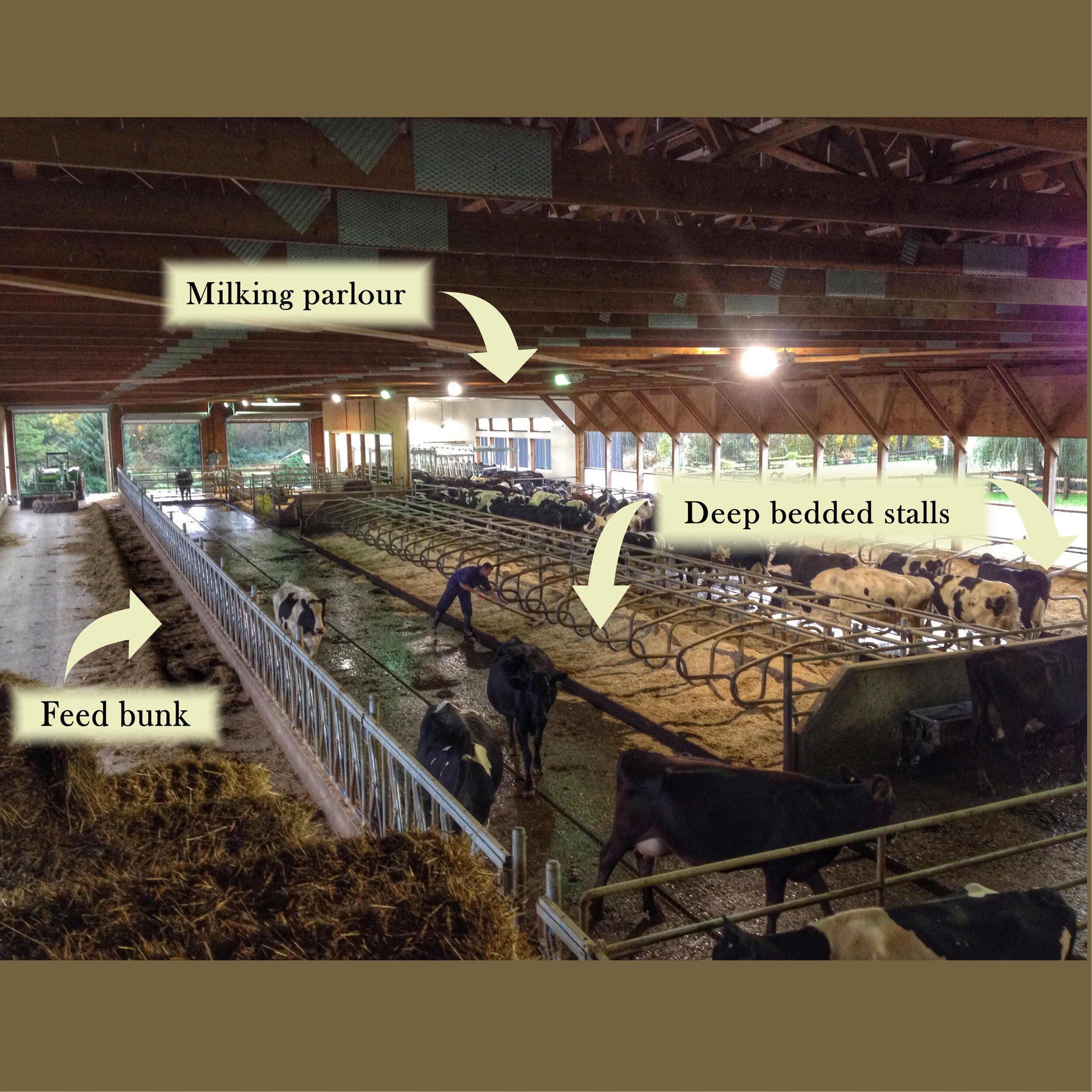 To Milk A Cow — Creekside Cheese + Creamery