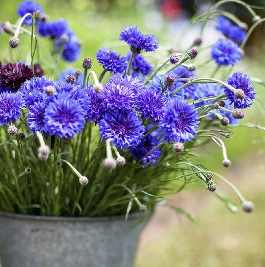 British Flowers Grown in Cheshire for Trade, Florists & Weddings ...