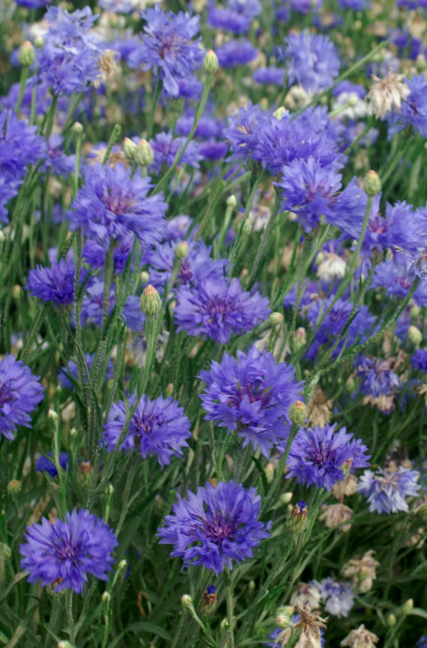 Buy Cut Flower Seeds Online - Sustainable & Fast Delivery — Moorfield ...