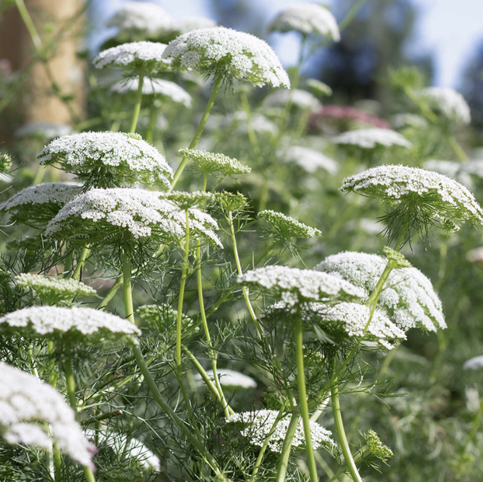 Buy Ammi Majus Seeds Online - Sustainable & Fast Delivery | Moorfield ...