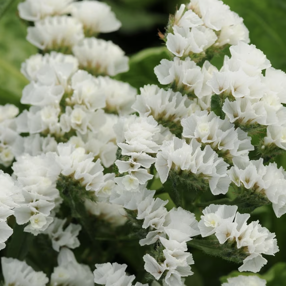 Buy Limonium Sunburst Rose Seeds - Vibrant Rose-Pink Blooms for Your ...