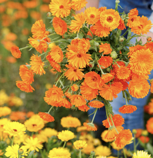 Buy Calendula Improved Orange Seeds Online - Sustainable & Fast ...