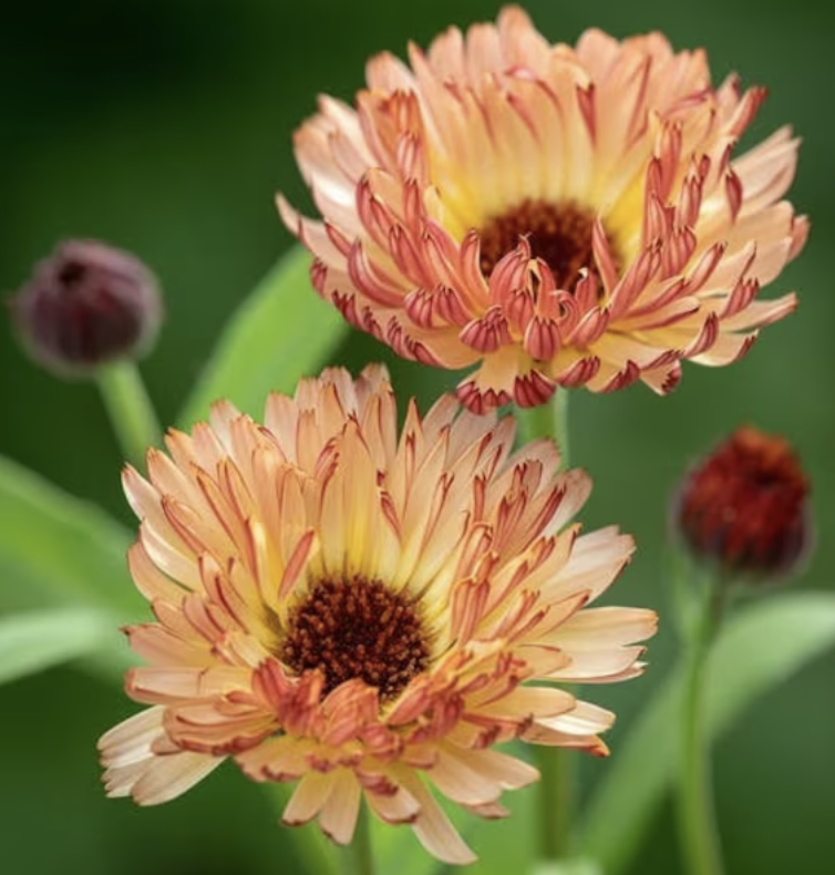 Buy Calendula Touch of Red Seeds Online - Sustainable & Fast Delivery ...