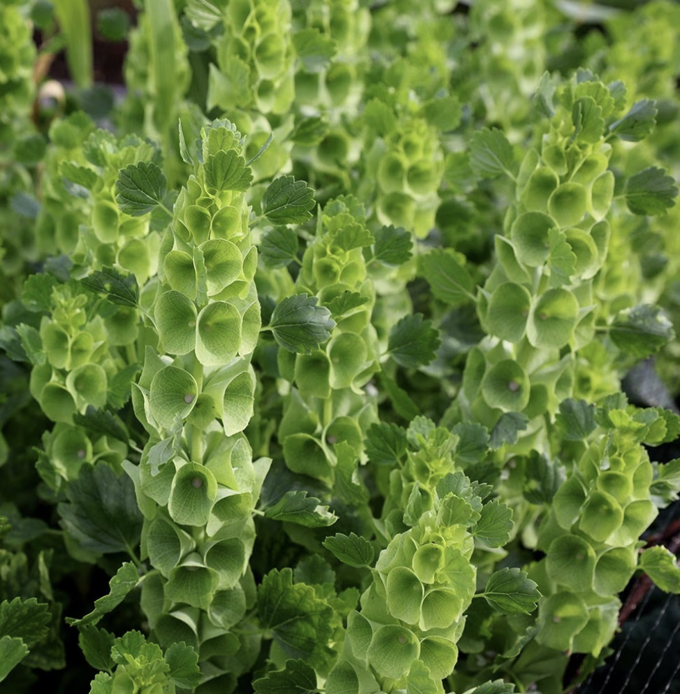 Buy Bells of Ireland Seeds Online - Sustainable & Fast Delivery ...