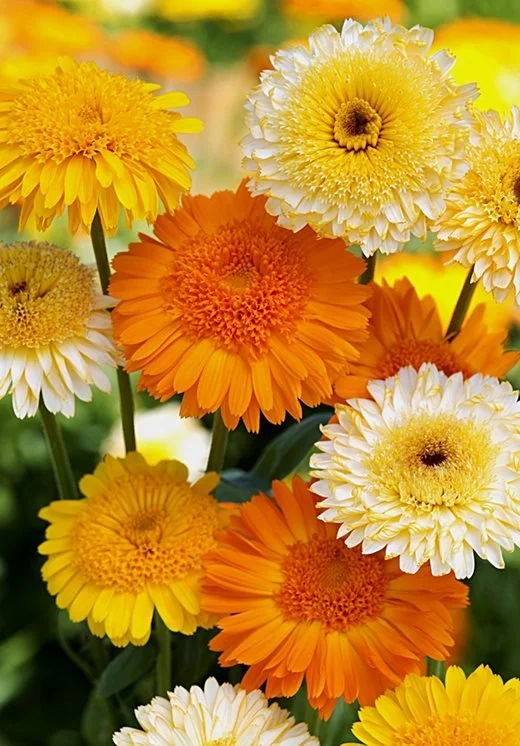 Vibrant Calendula Kinglet Formula Mix Seeds - Perfect for British ...