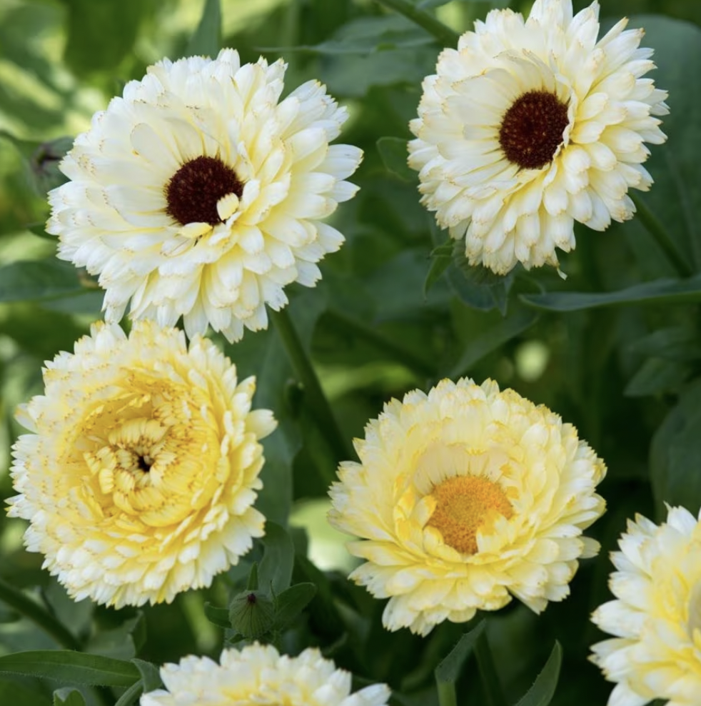 Calendula Snow Princess Seeds - Pure Elegance for Your British Garden ...
