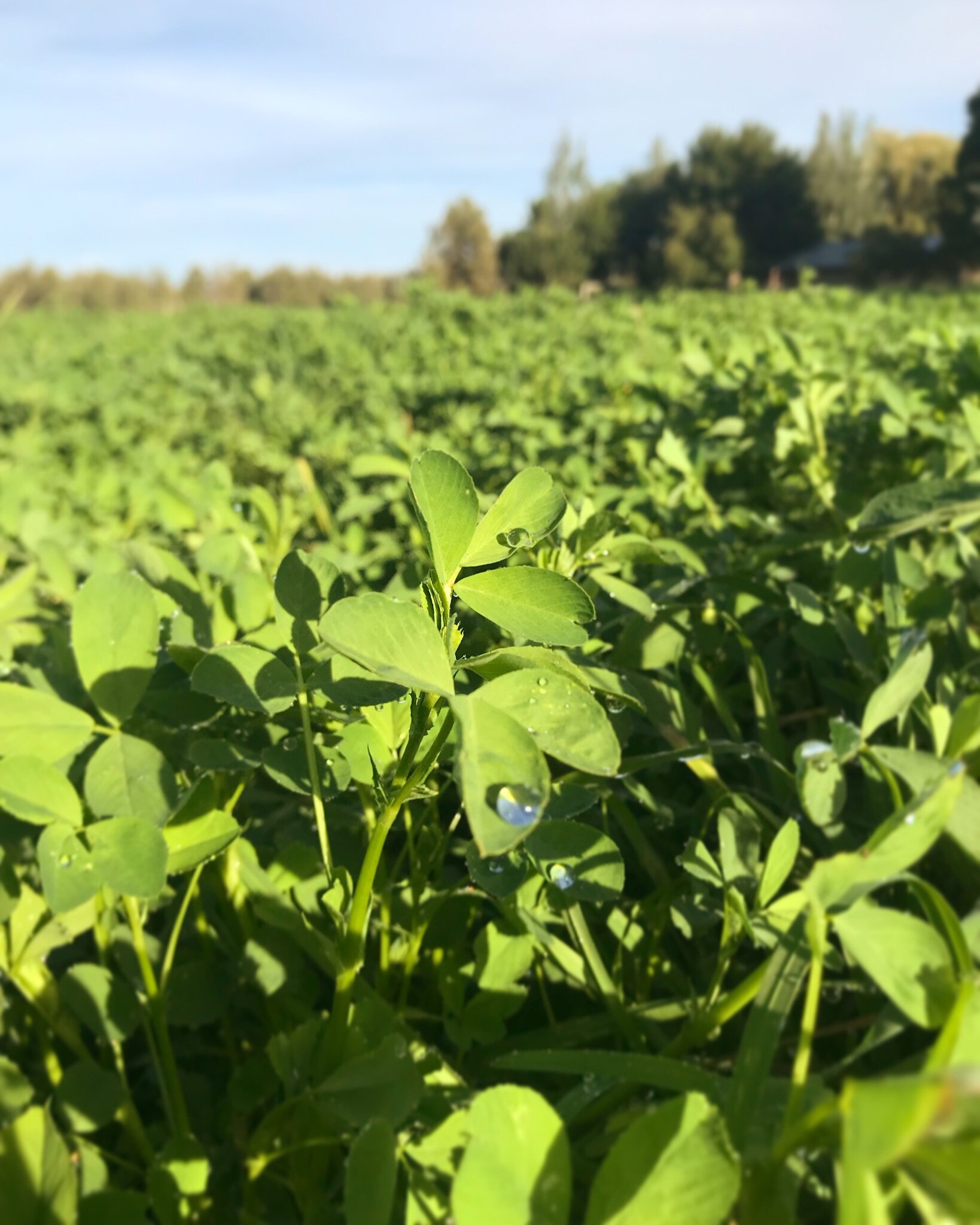 Pumpkin Patch — DD Ranch