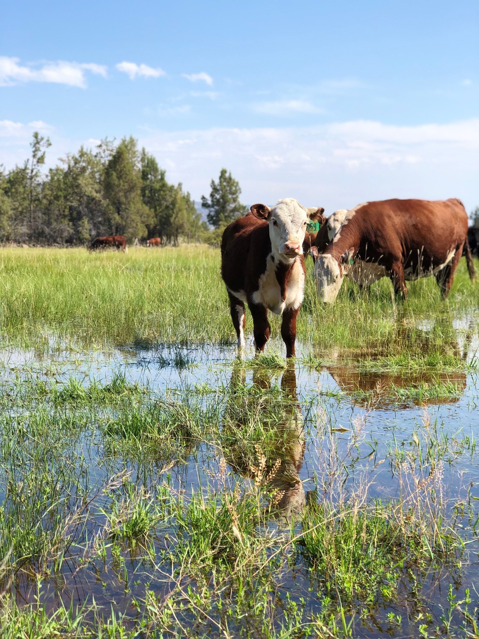 DD Ranch | Grass-Fed Beef & Lamb | Heritage Pork | Raw Honey ...