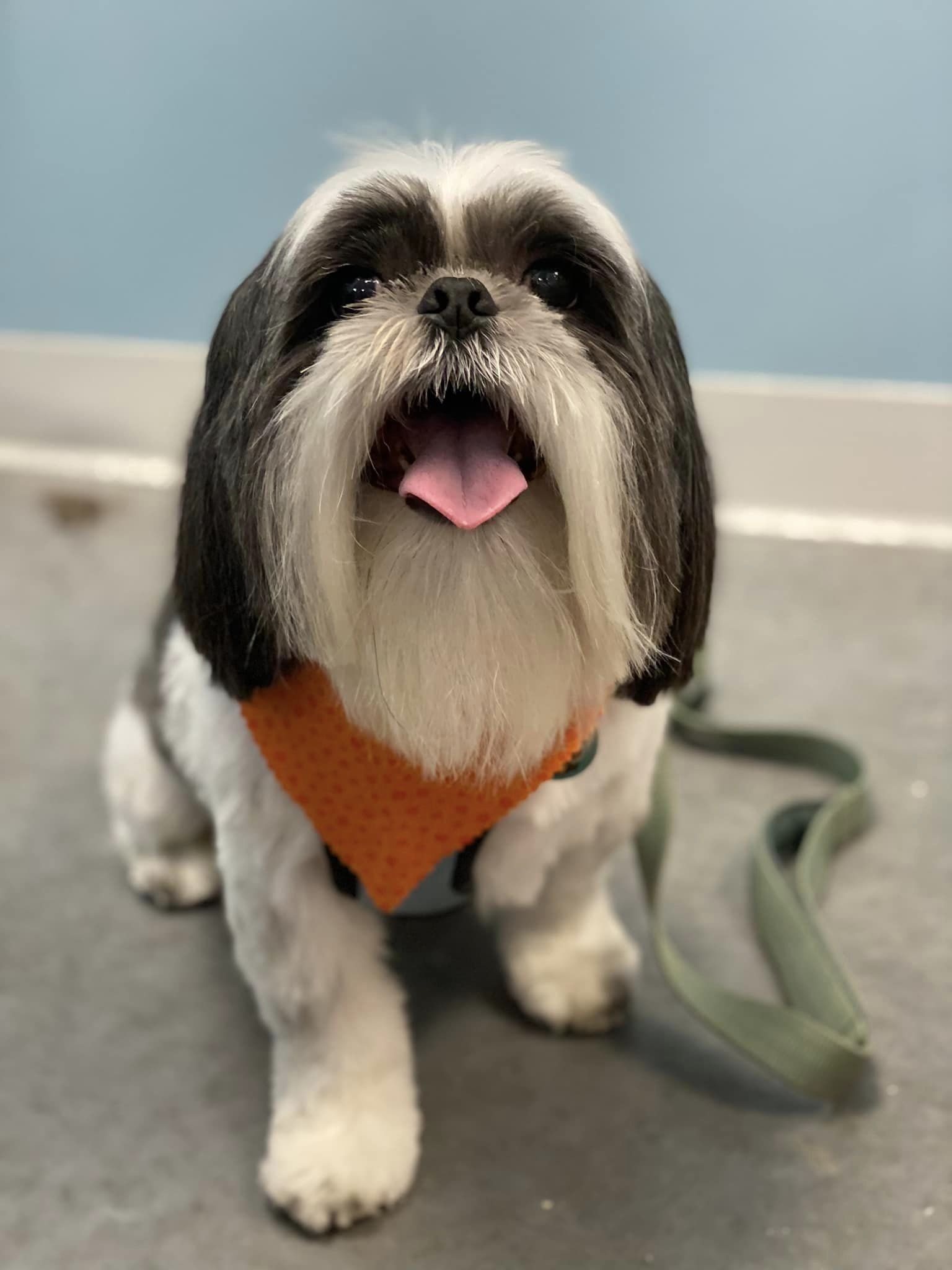 Grooming Services — Sit. Stay. Splash.