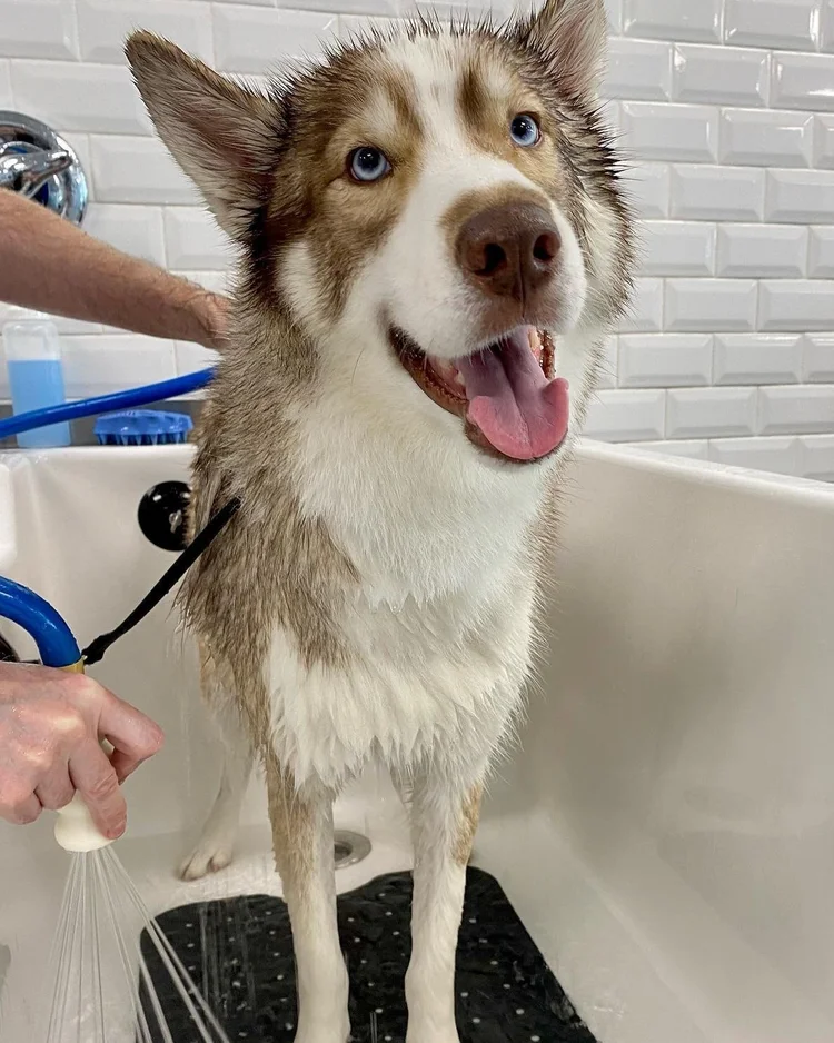 Grooming Services — Sit. Stay. Splash.