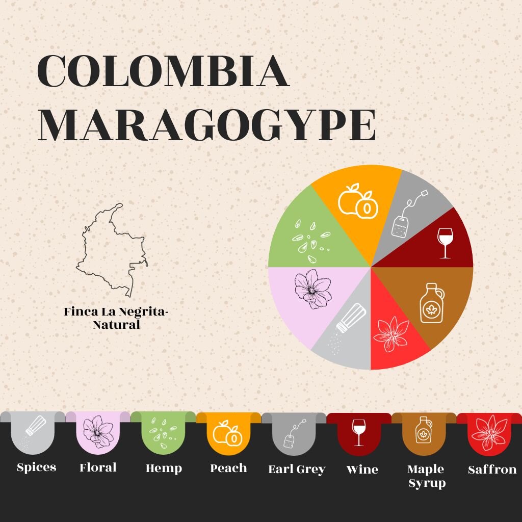 Infusion Coffee Starter Pack — Infusion Coffee & Tea Crafters