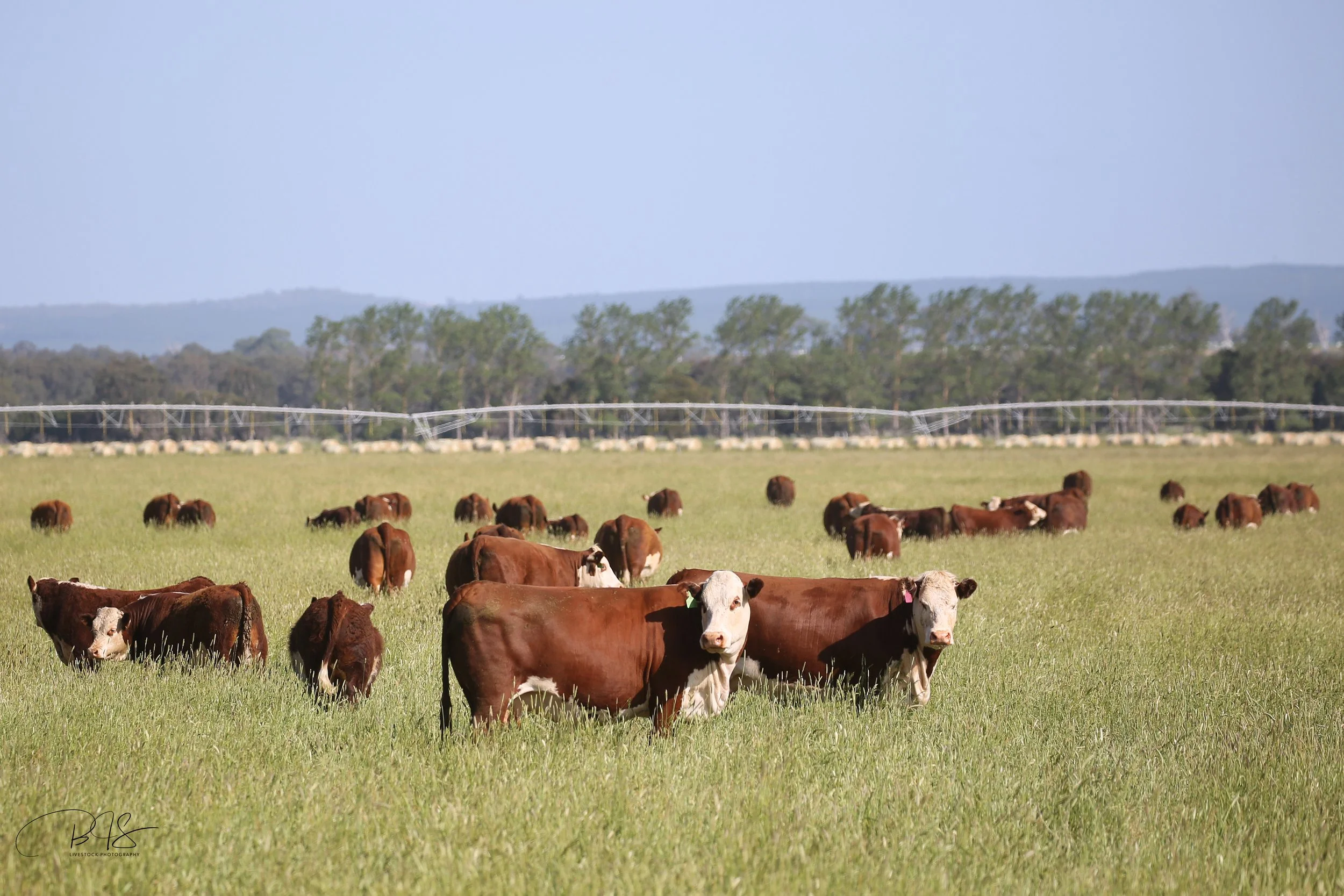 Mawarra Genetics to attend Danish study tour as Gippsland Agribusiness ...