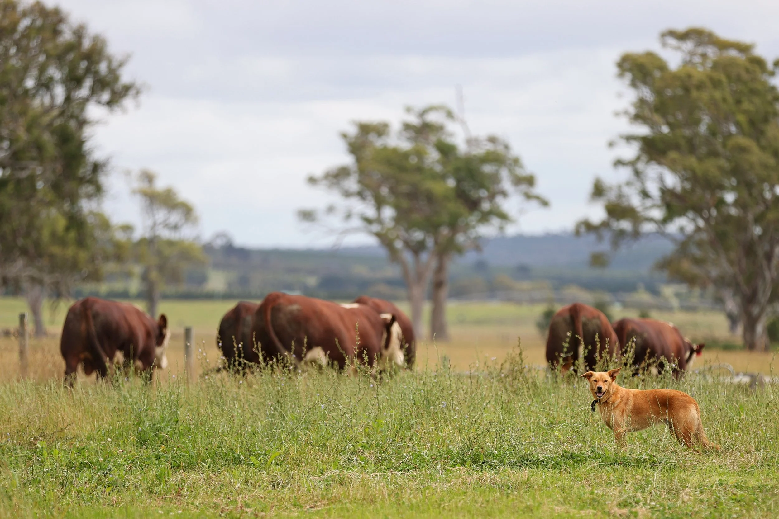 Mawarra Genetics to attend Danish study tour as Gippsland Agribusiness ...