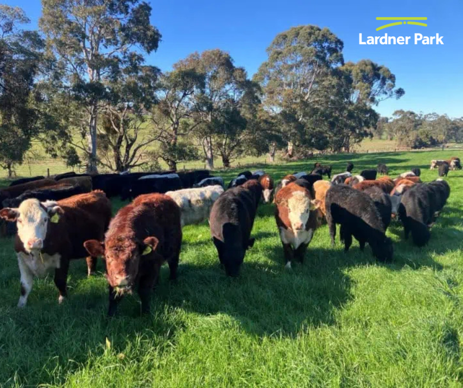 Navigating the Future of Australian Beef Production — Food and Fibre ...