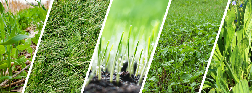 Pasture 365: development and adoption of multispecies pastures underway ...