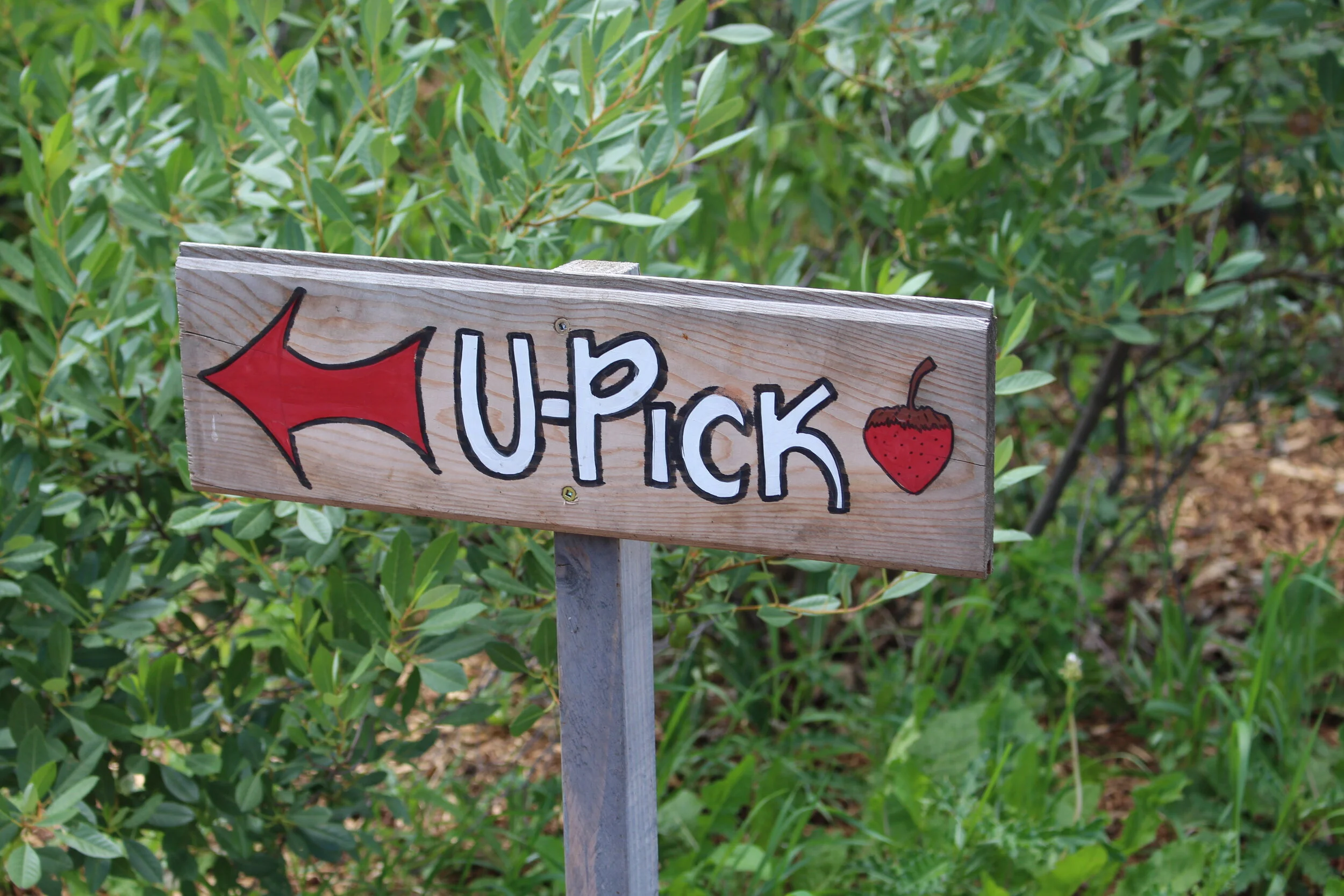 U Pick — Saskatoon Farm