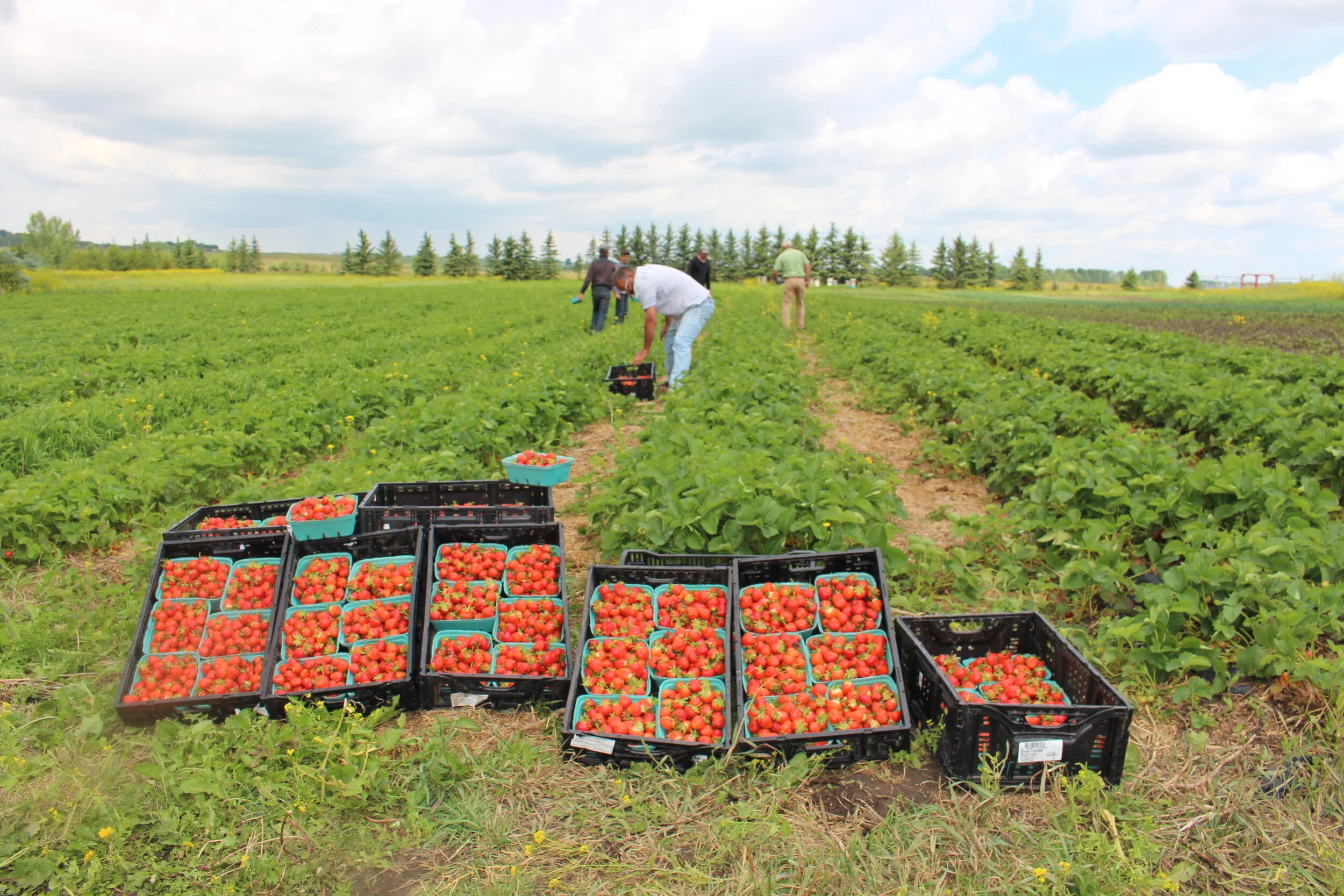 Farmers Market — Saskatoon Farm