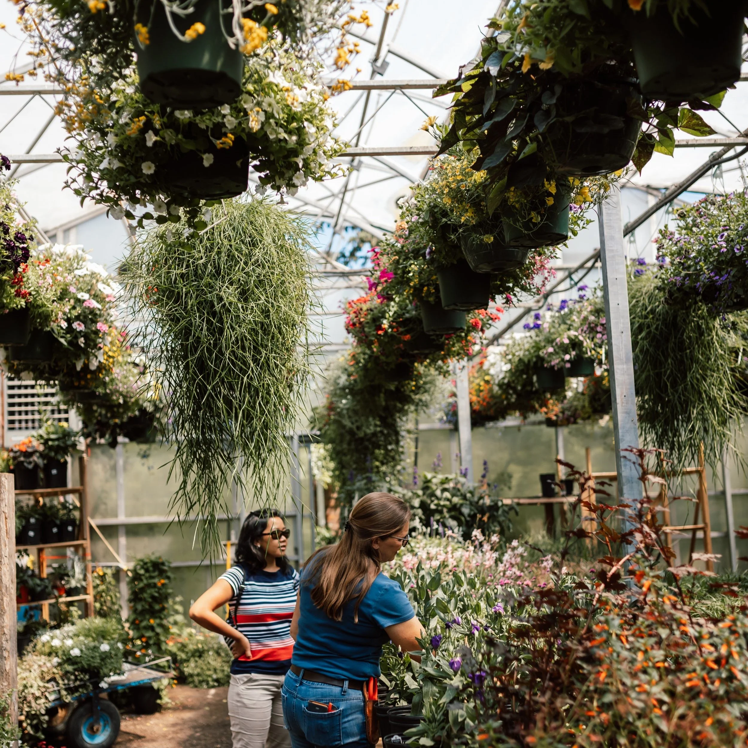 The best garden centre in Okotoks and Foothills — Saskatoon Farm