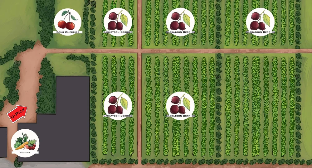 U Pick — Saskatoon Farm