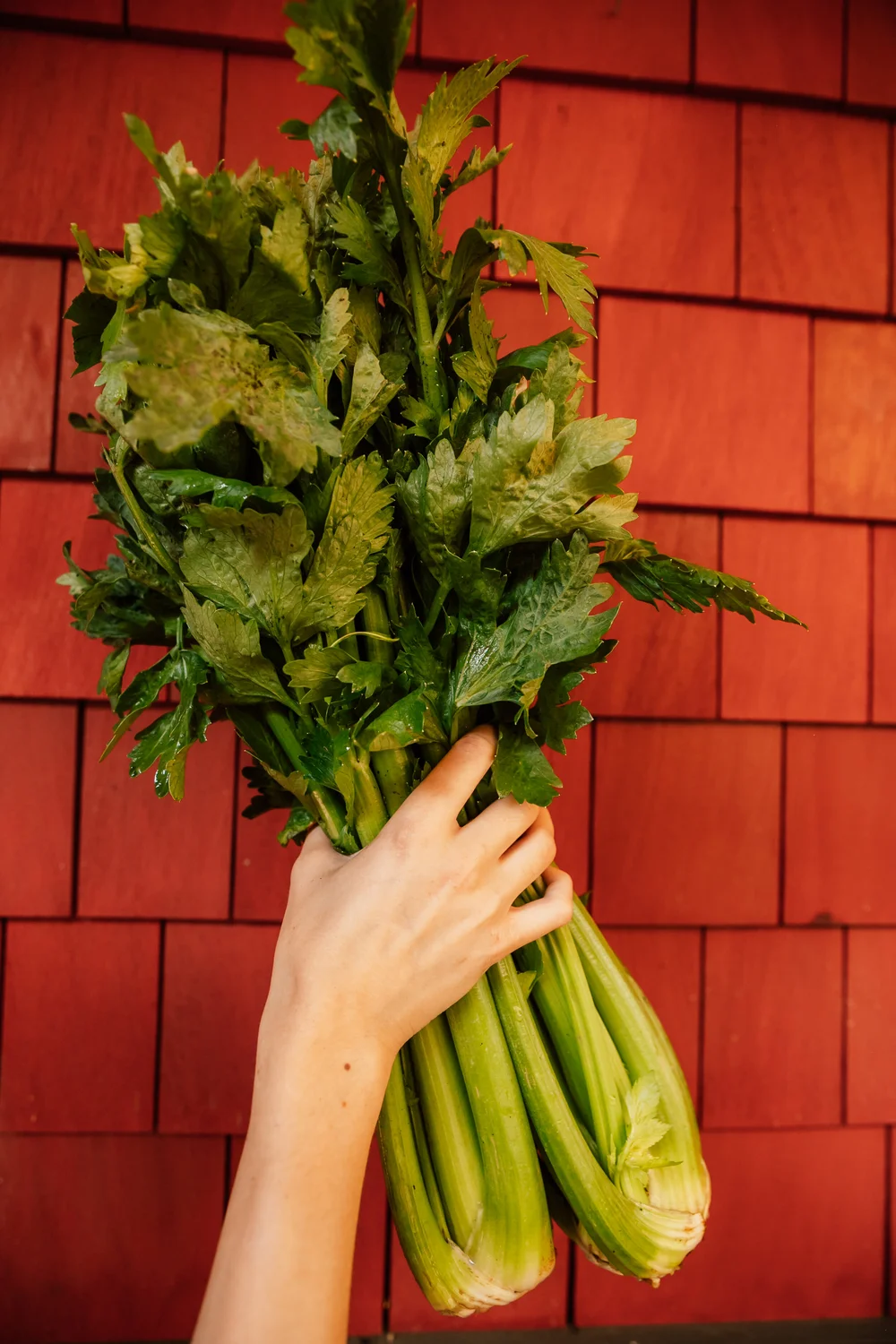 Farmers Market — Saskatoon Farm