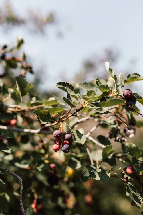 U Pick | Experience Farm-Fresh Picking Today — Saskatoon Farm