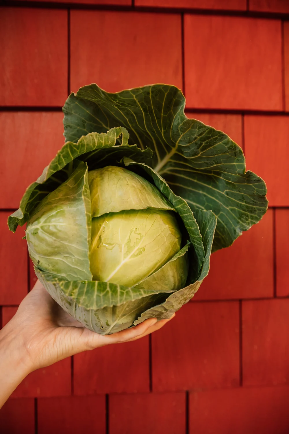 Farmers Market — Saskatoon Farm