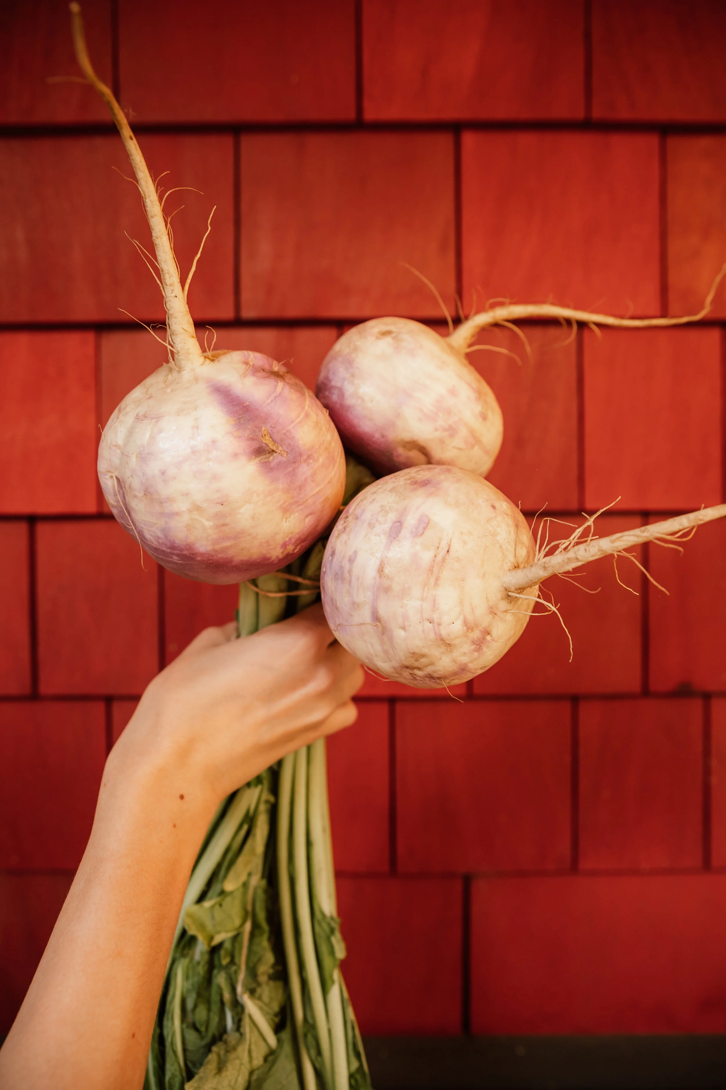 Farmers Market — Saskatoon Farm