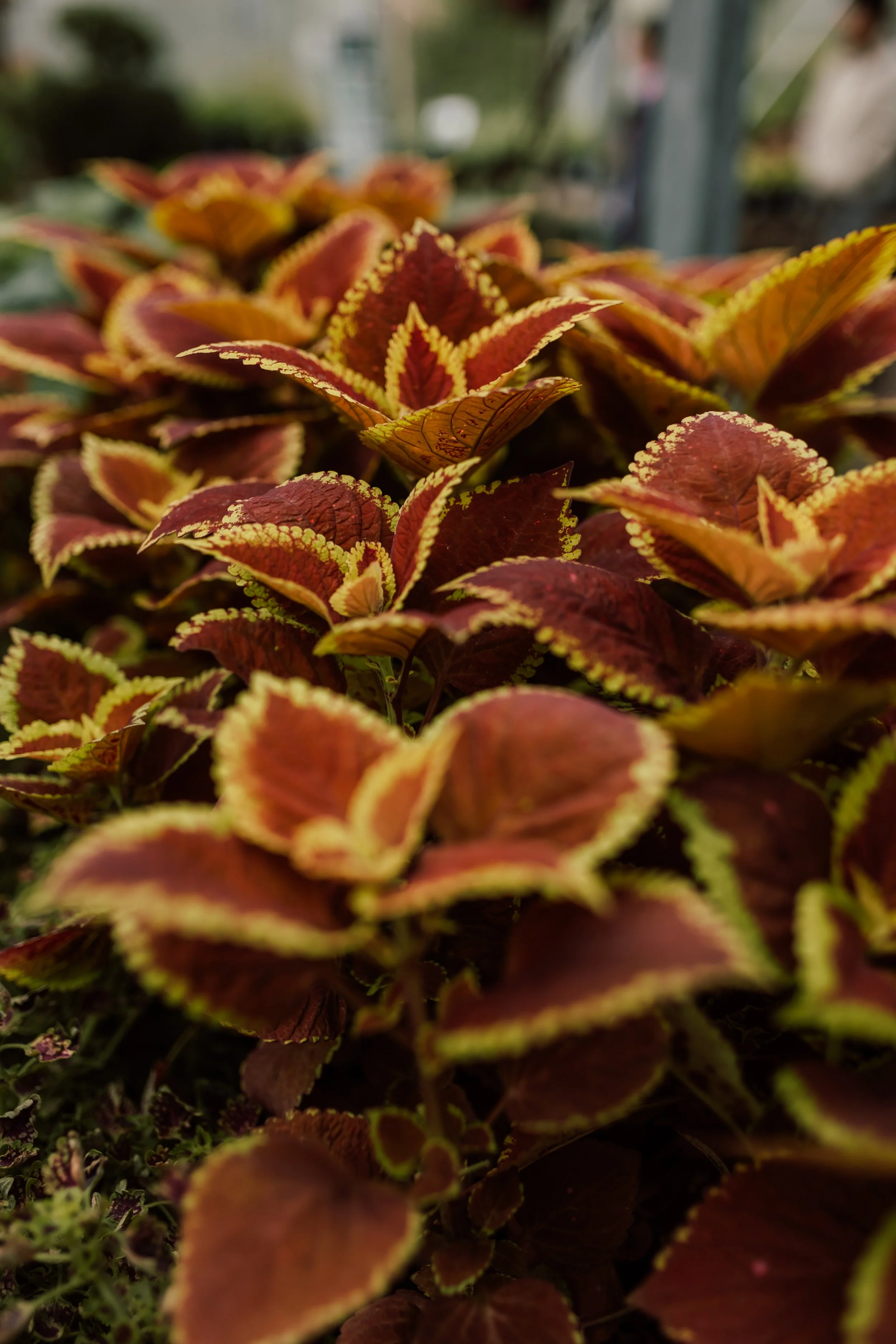 The best garden centre in Okotoks and Foothills — Saskatoon Farm