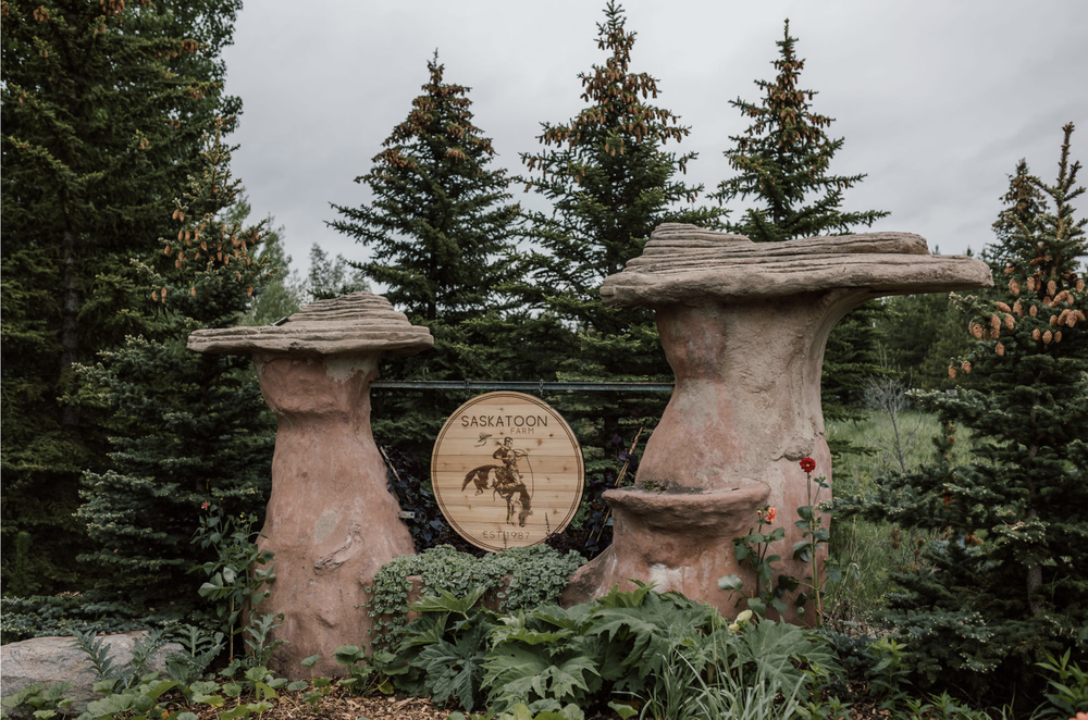 Seasonal Updates | Discover Farm Updates – Visit Today — Saskatoon Farm