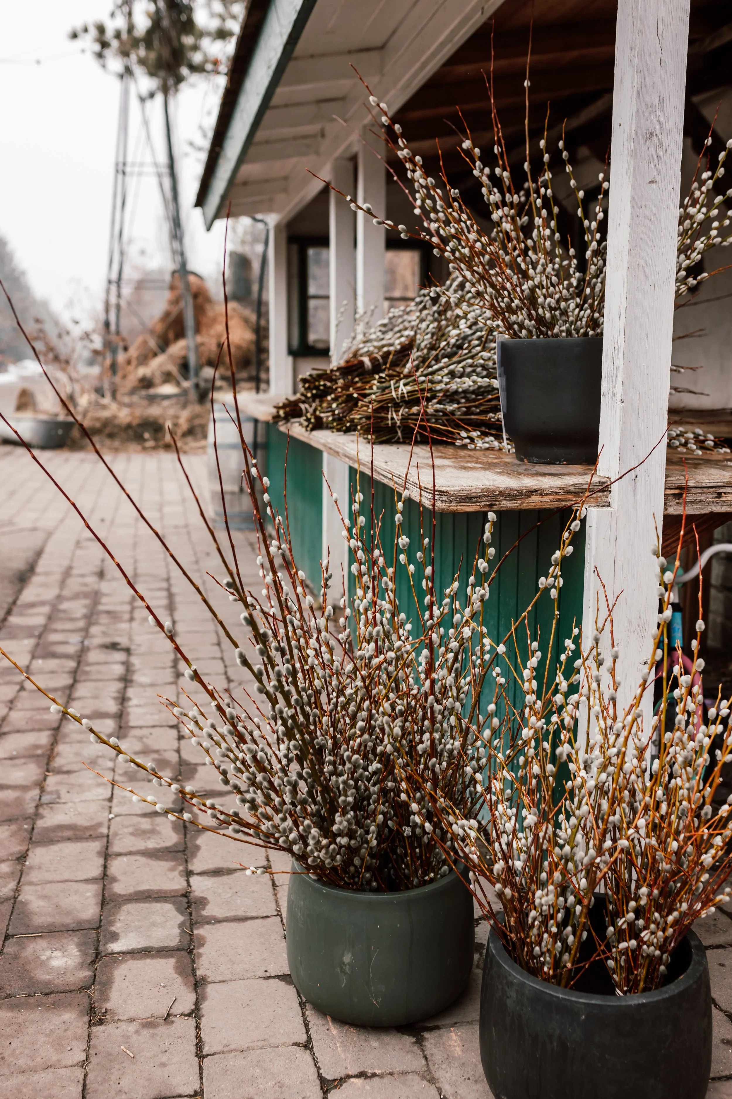 Seasonal Updates — Saskatoon Farm