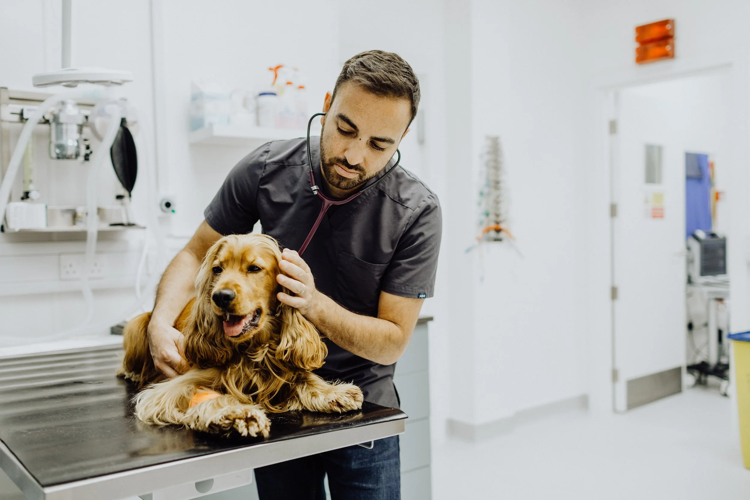 The Urban Vet | Earlsfield | Wimbledon | Tooting