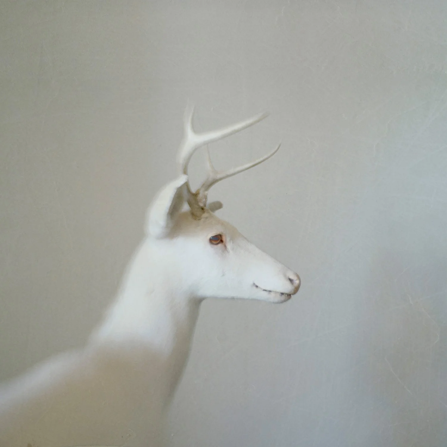 Dawn Surratt — The Maine Museum of Photographic Arts