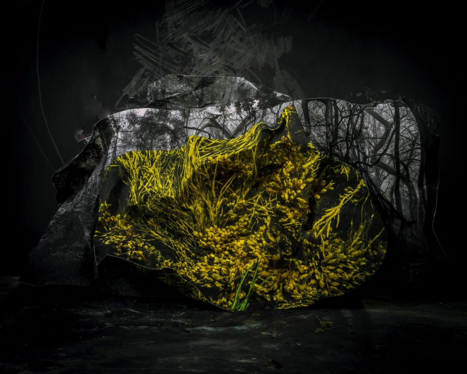 Spiritual Ecology, part 1 — The Maine Museum of Photographic Arts