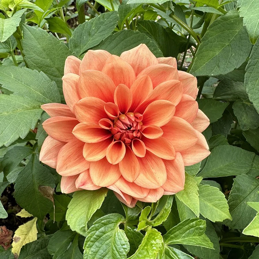 Hot Rod — Petal Creek Farm